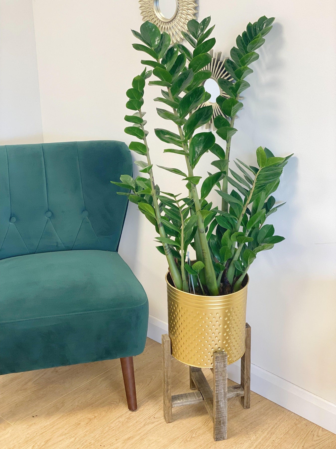 Zamioculcas Zamiifolia | ZZ Plant | Indoor Plants and Accessories ...